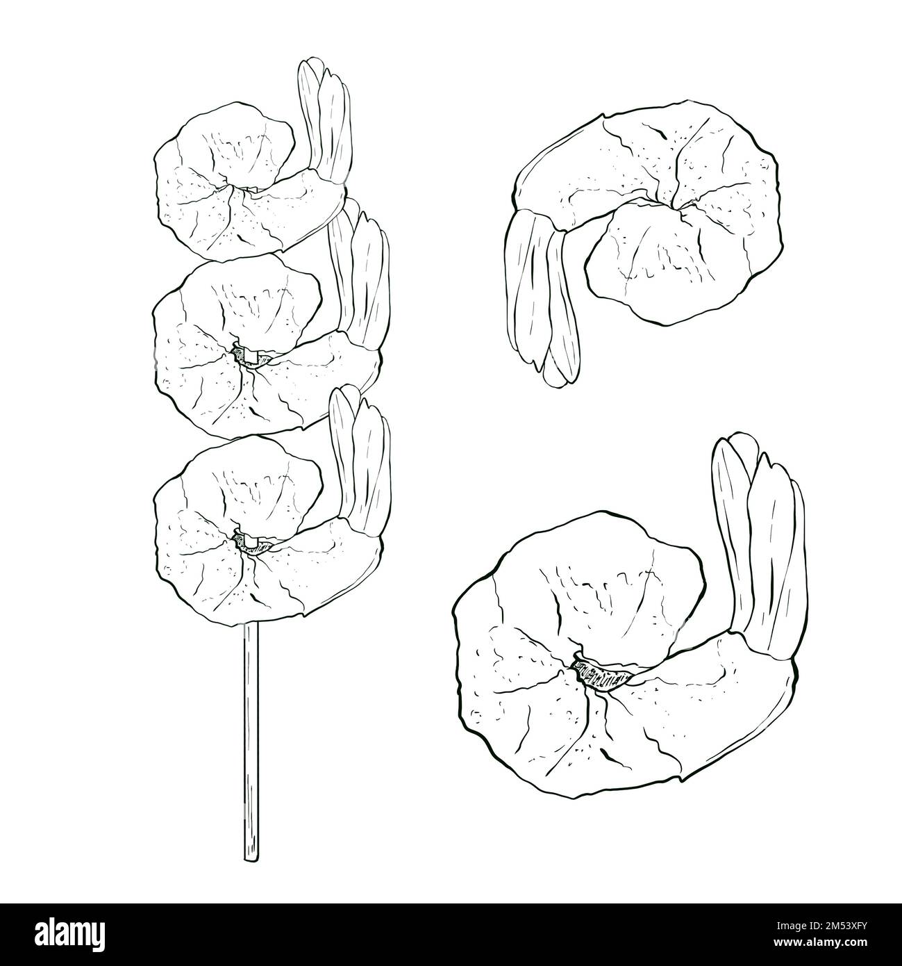 Shrimp hand drawing illustration. Isolated on white background. Seafood ...