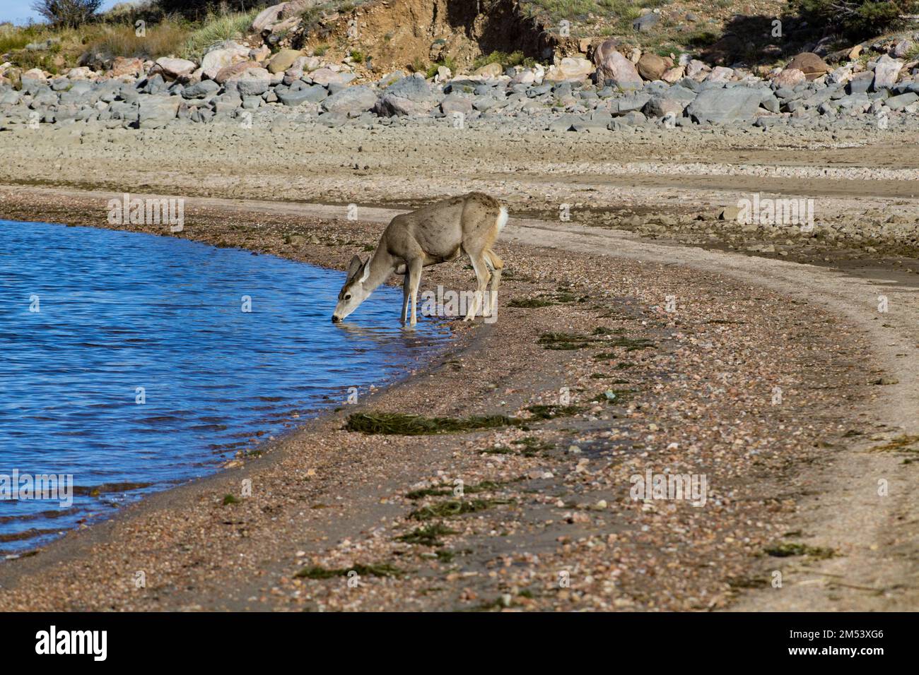 A deer drinking water from a lake Stock Photo - Alamy