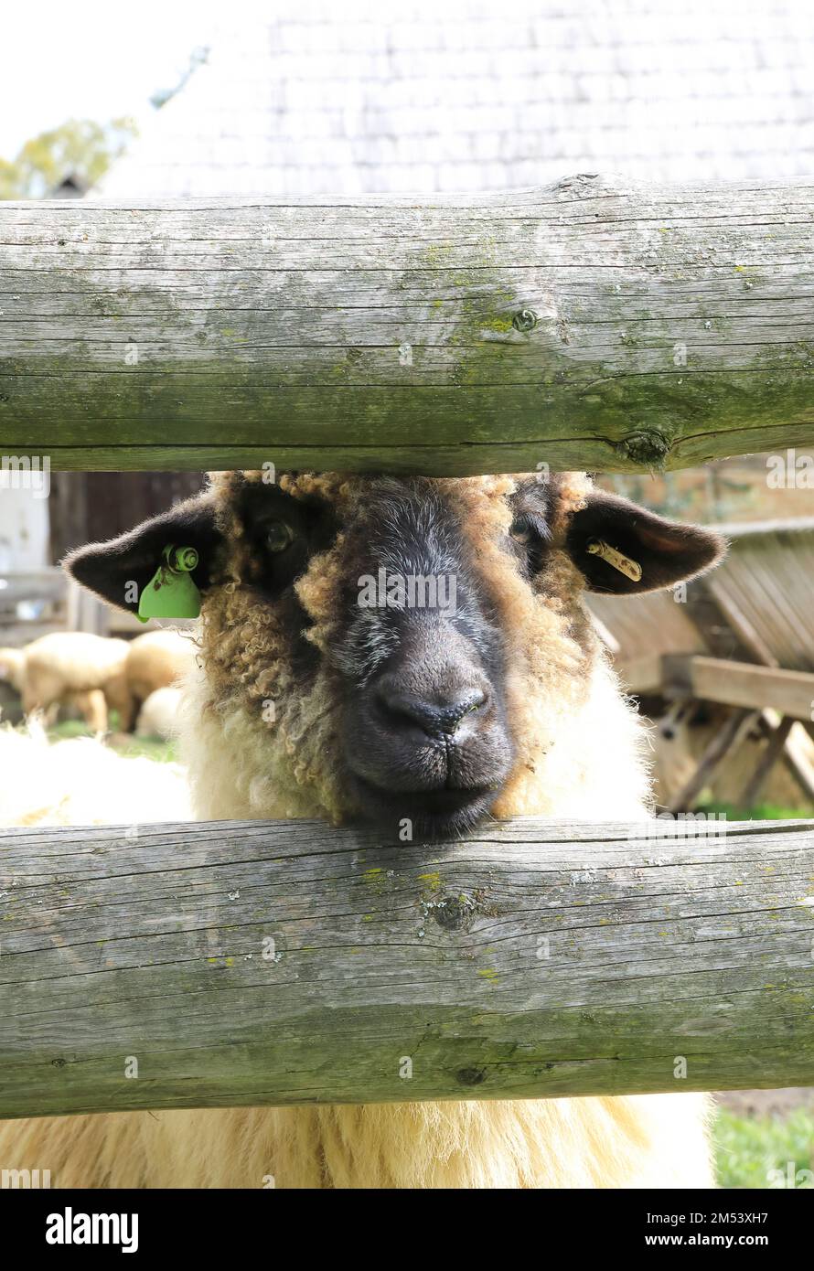Farm animals on a homestead in Astra open-air ethnographic museum in ...