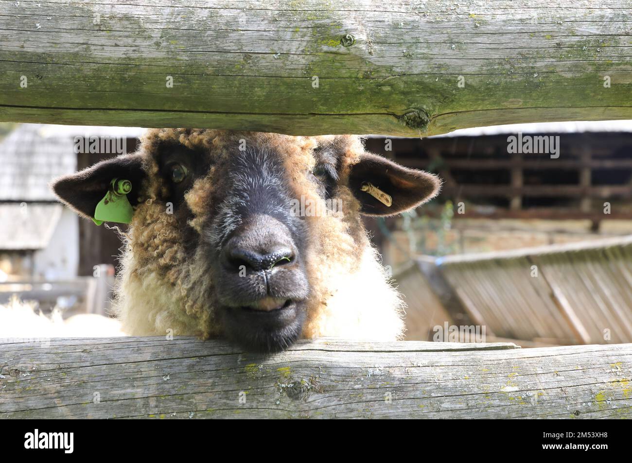 Farm animals on a homestead in Astra open-air ethnographic museum in ...