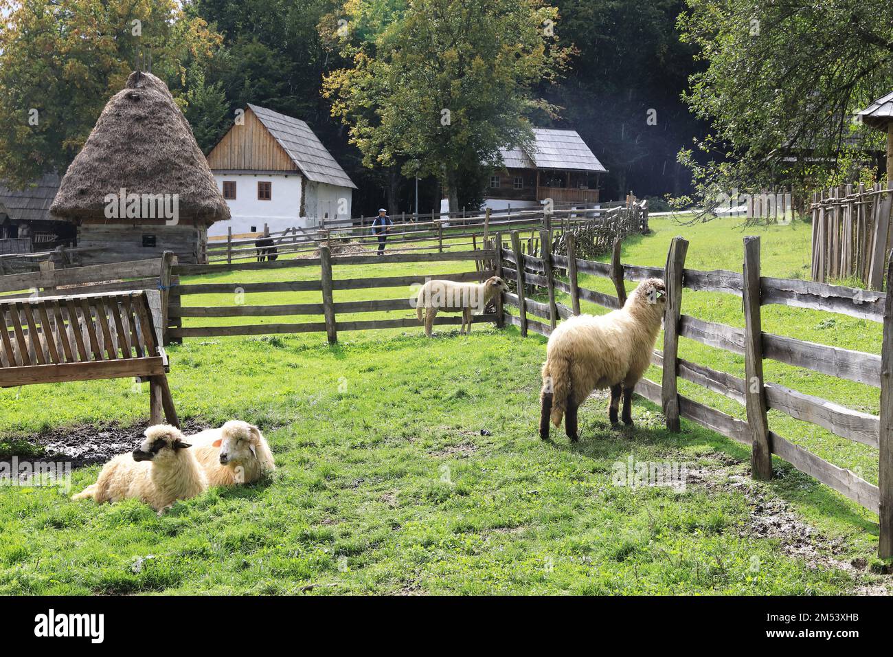 Farm animals on a homestead in Astra open-air ethnographic museum in ...