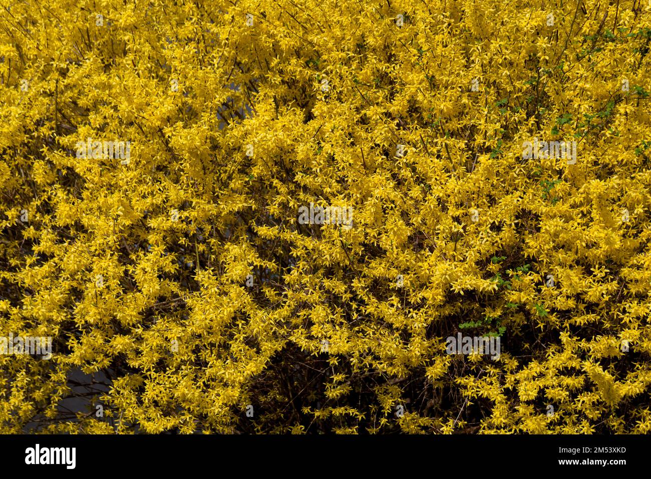 Spring, Forsythia bush, Forsythia x intermedia Stock Photo - Alamy