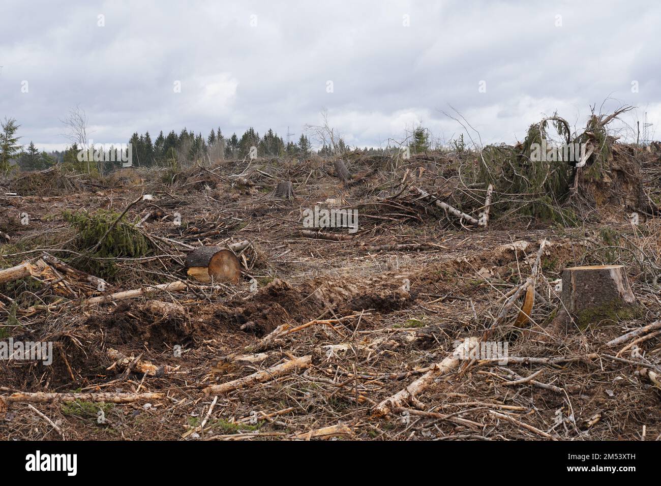 The concept of disaster and ecology. Forest after cutting down, natural ...