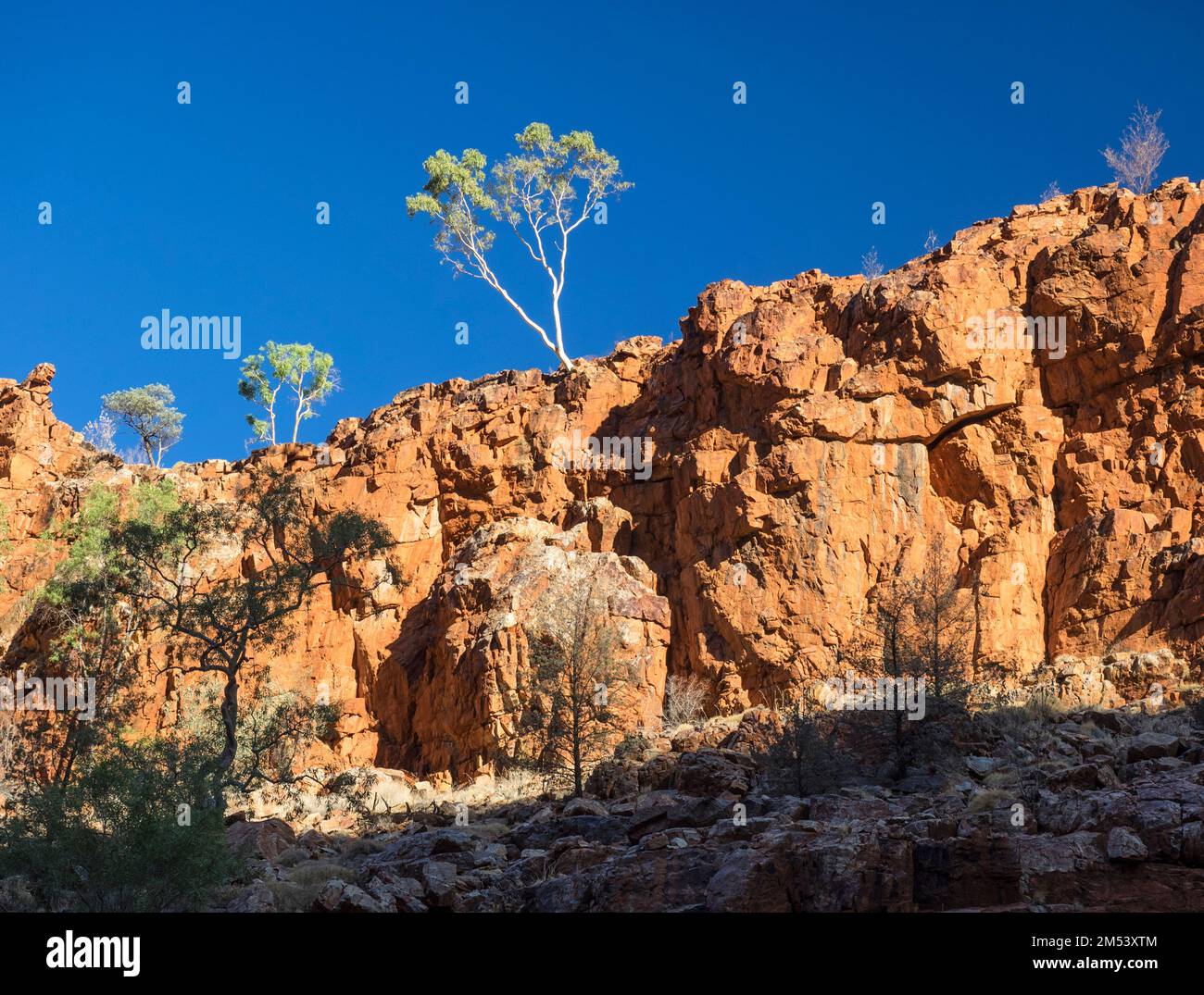 Ghost gums (Corymbia aparrerinja) on the sandstone cliffs above ...