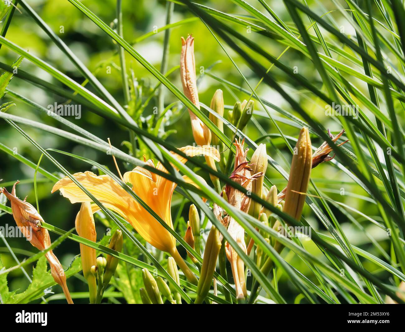 Lemon lilies hi-res stock photography and images - Alamy