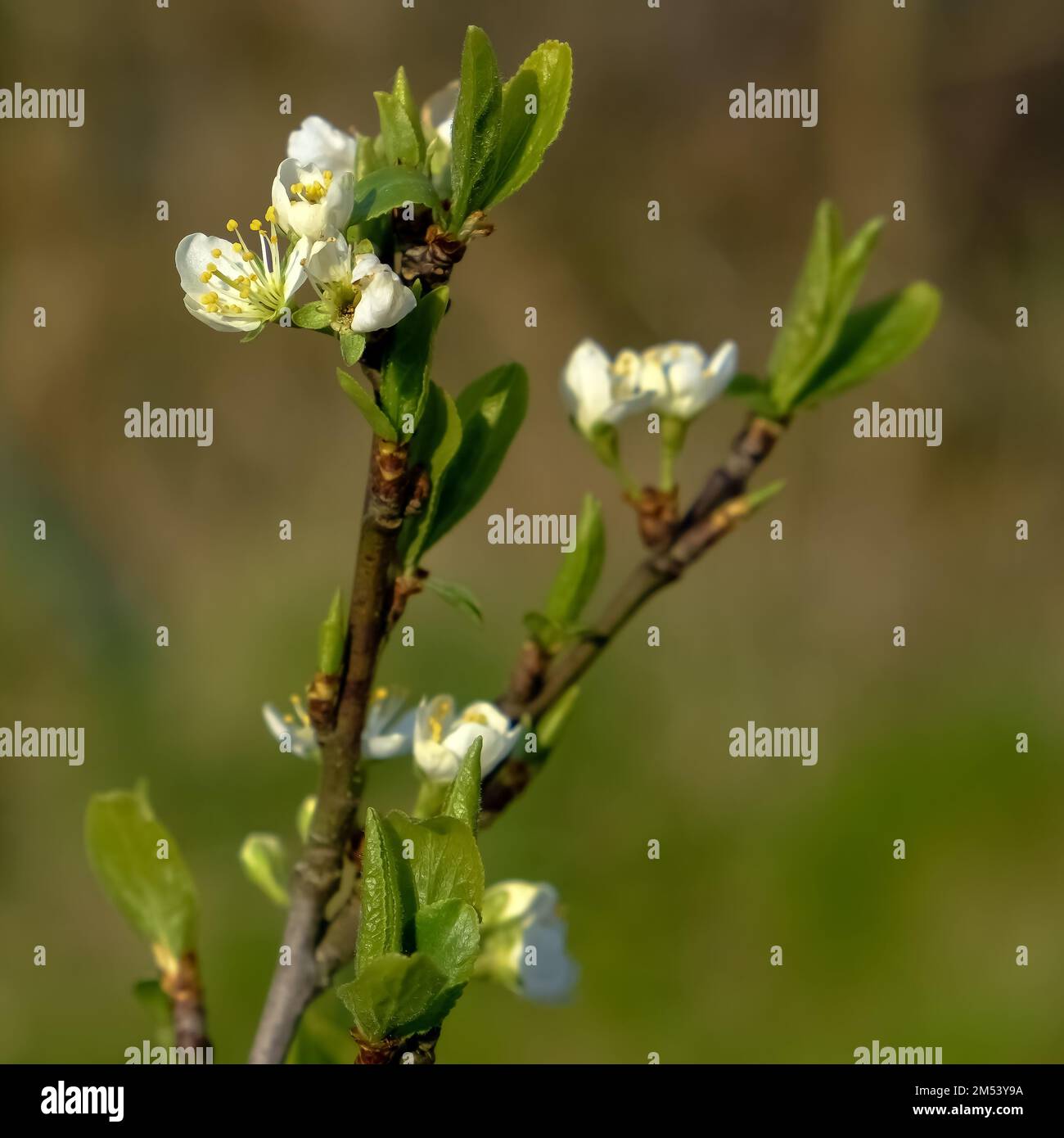 Blossom of Mirabelle plum in detail. Mirabelle plum (Prunus domestica ...