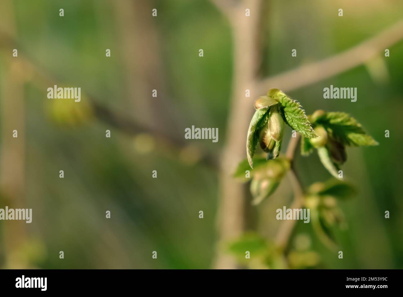 Corylus avellana, the common hazel, a species of flowering plant in the ...