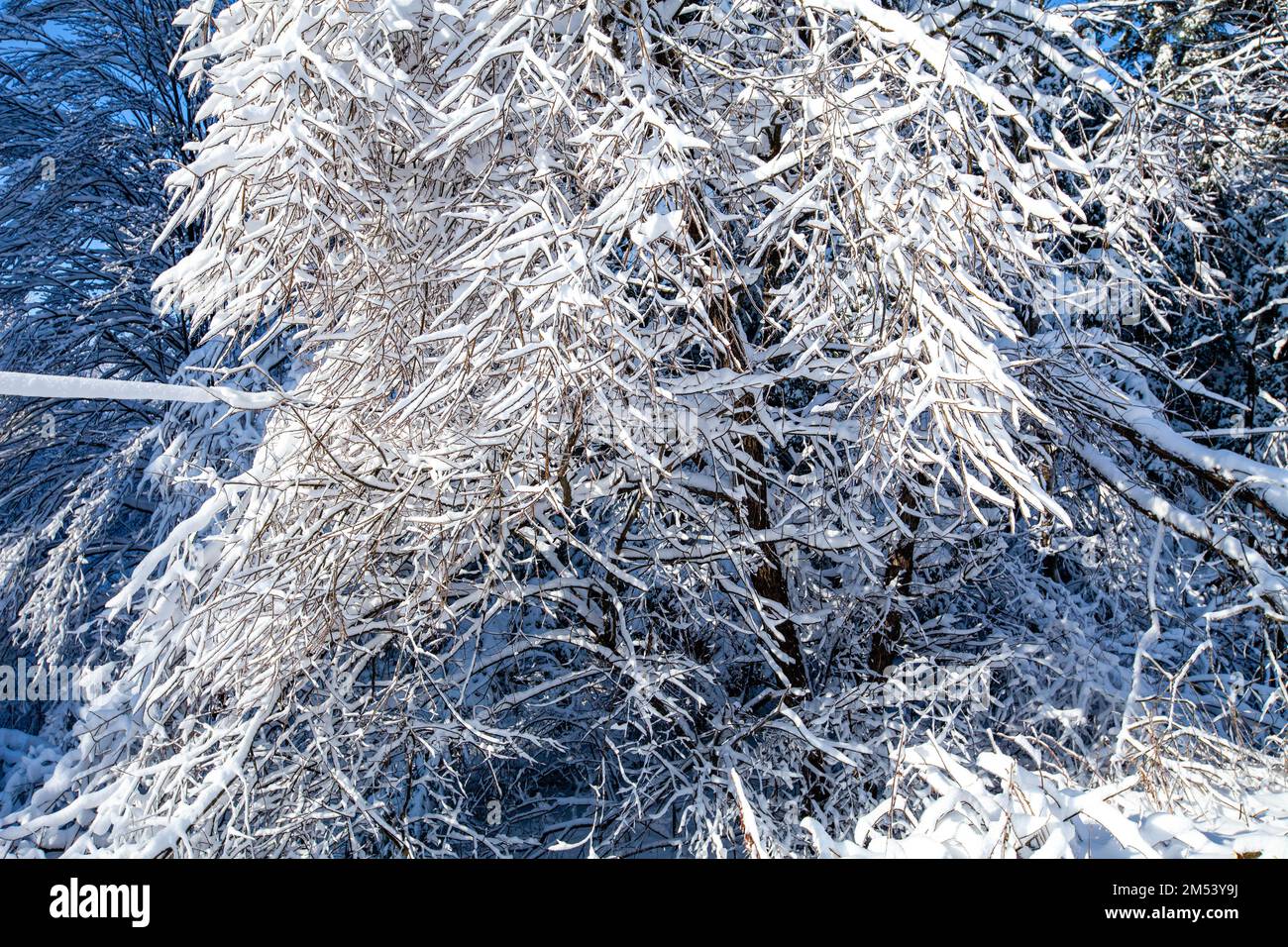 Heavy snow and trees laying on power lines after a Wiscosin winter ...