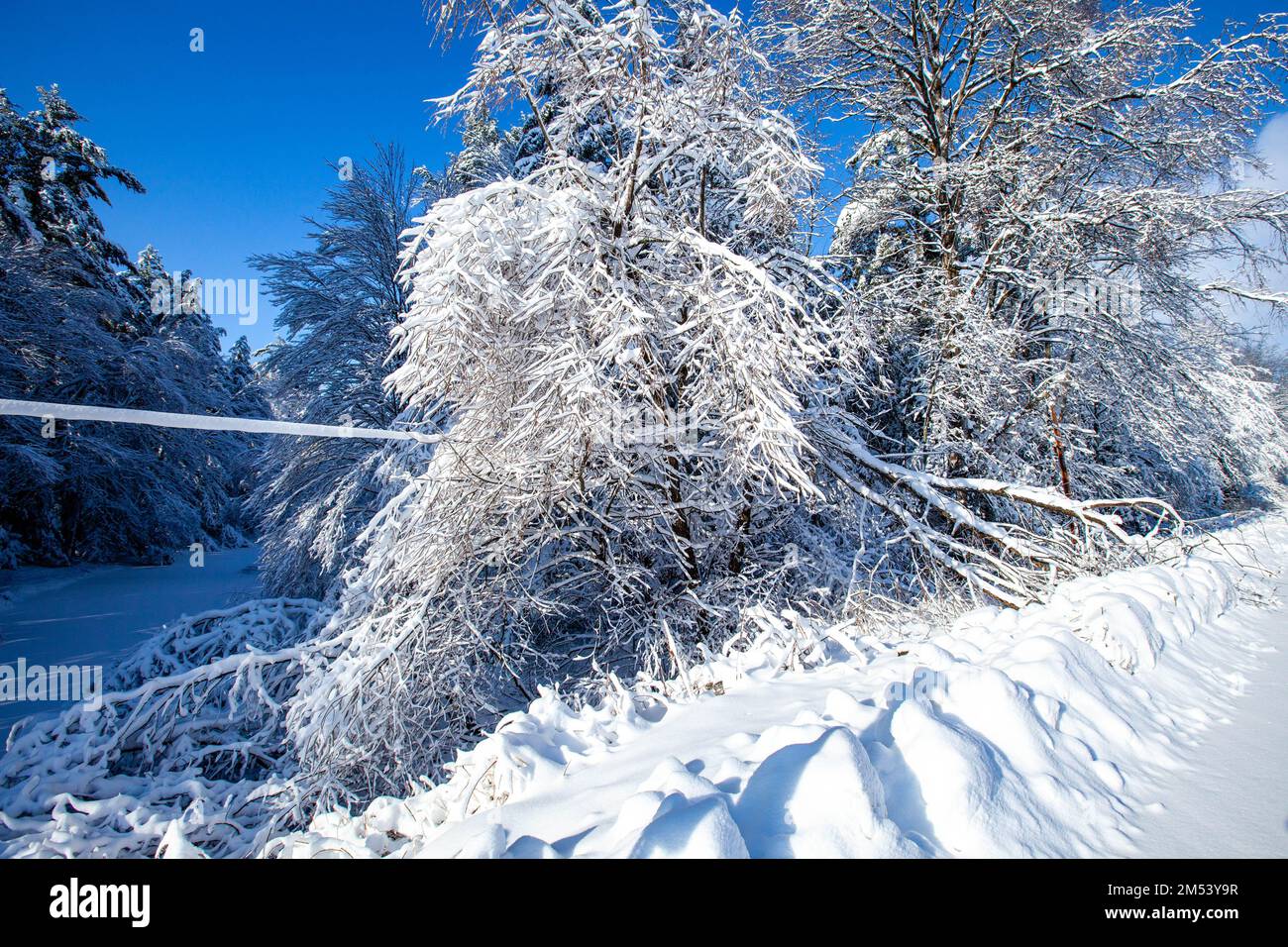 Heavy snow and trees laying on power lines after a Wiscosin winter ...