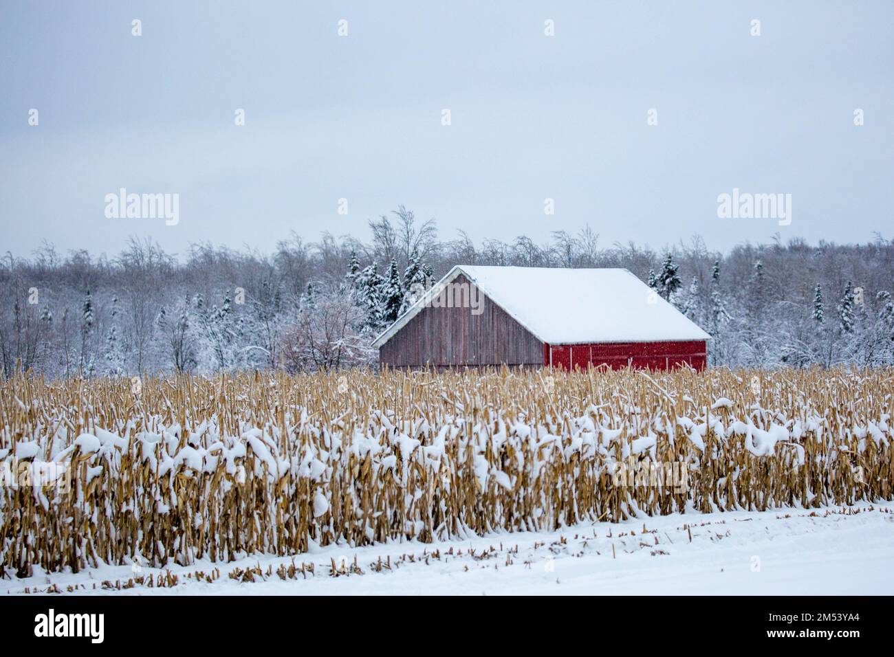 Red barn next to a cornfield after a Wisconsin snow storm in December ...