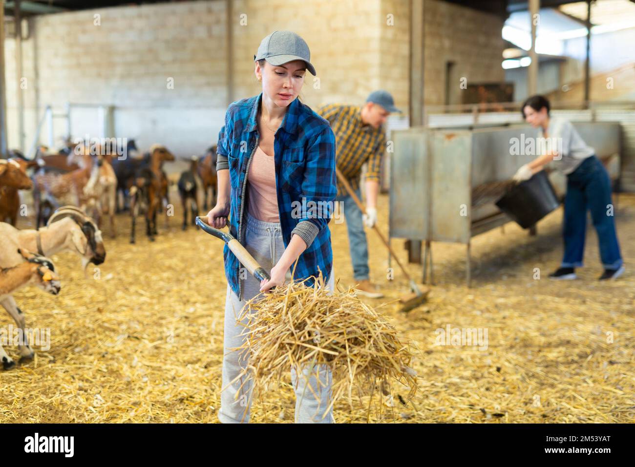 Farmer worker cleaning and feeding goats. Ecologically friendly farming ...