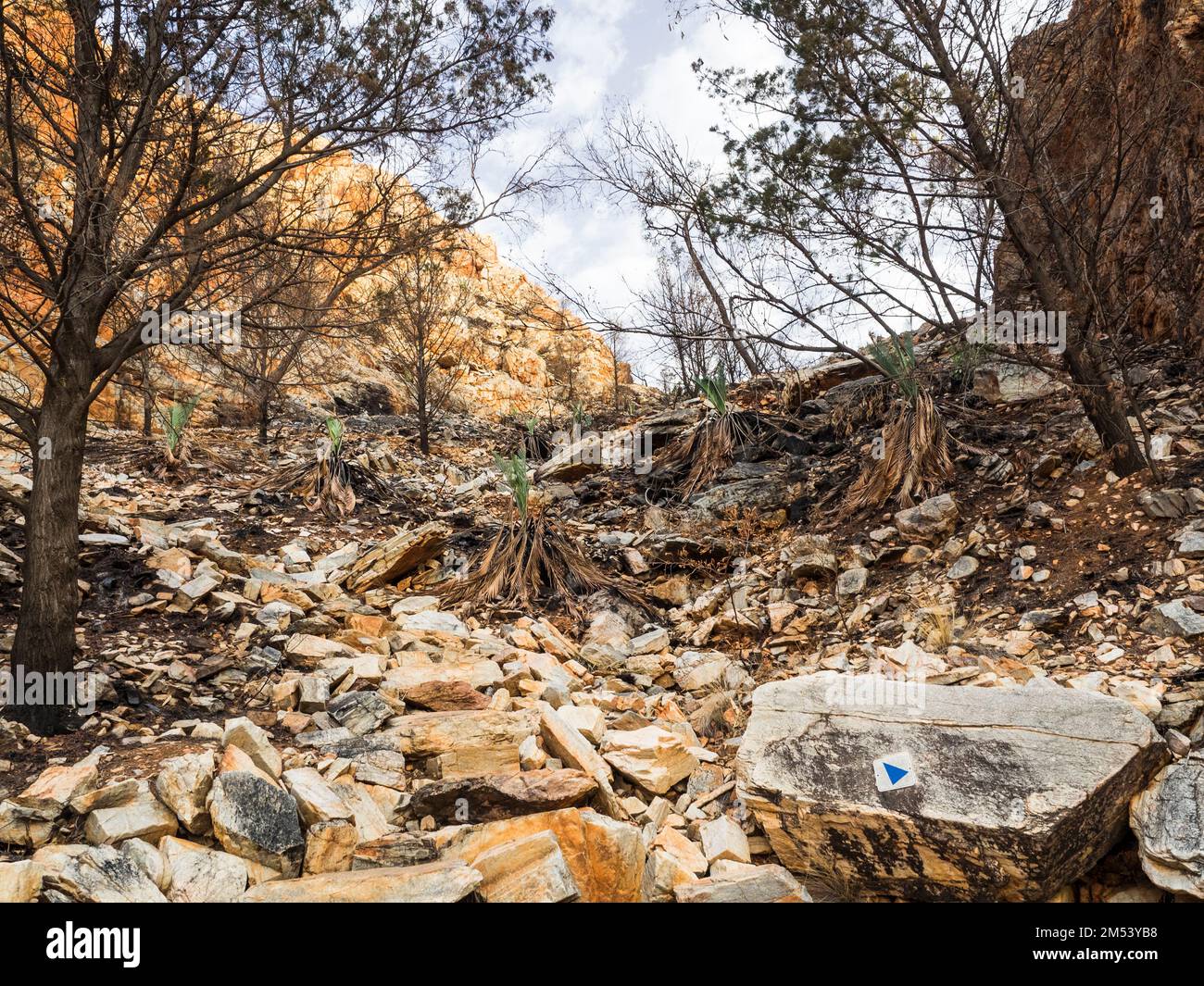 Larapinta Trail Section 3 track and burnt trees above Standley Chasm ...