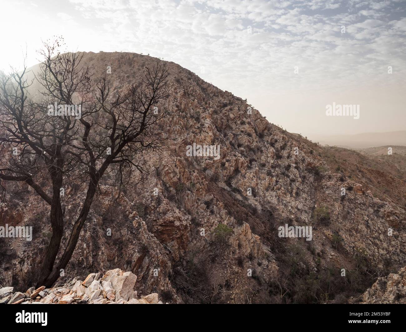 Sunrise and dead tree on cliff edge above Standley Chasm on Section 3 ...