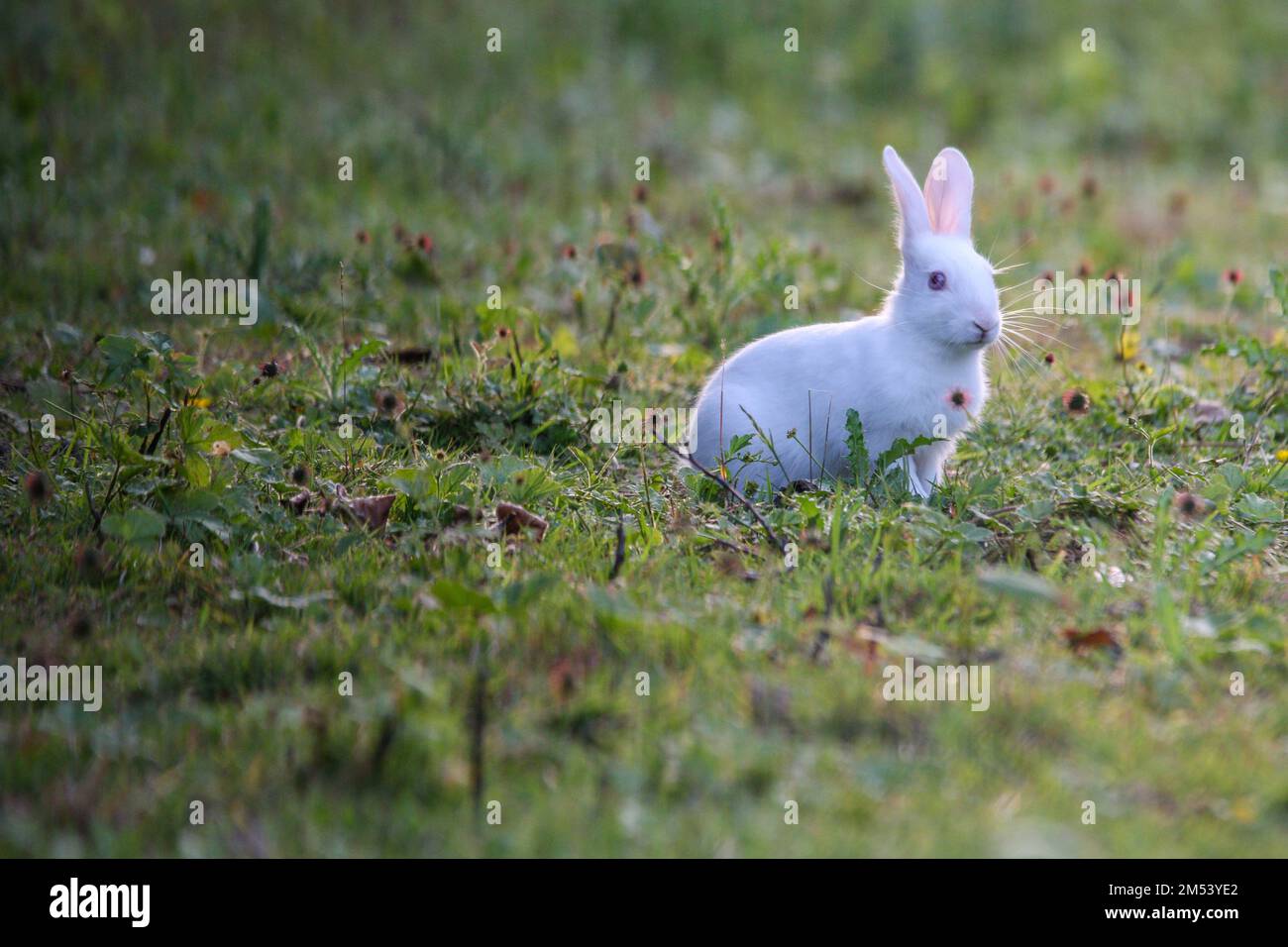 A white rabbit sitting on grass against blur background Stock Photo - Alamy