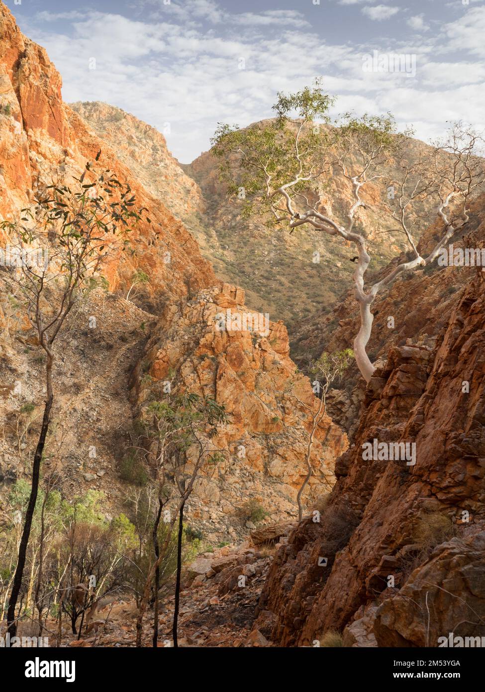 Ghost gum (Corymbia aparrerinja) clinging to a rock face above Standley ...