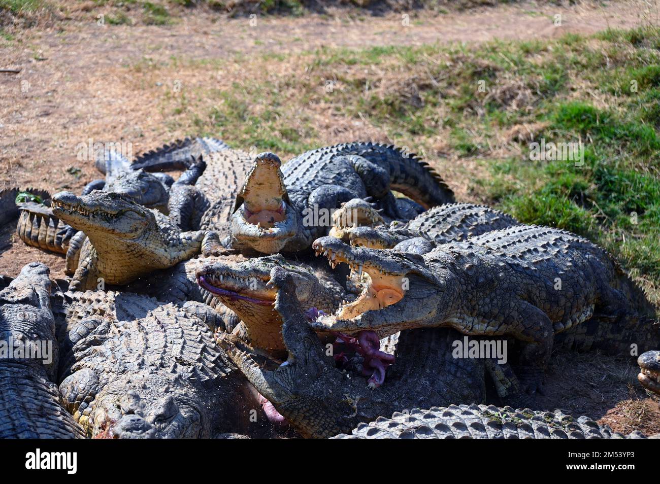 A view of crocodiles fighting for pieces of meat against each other ...