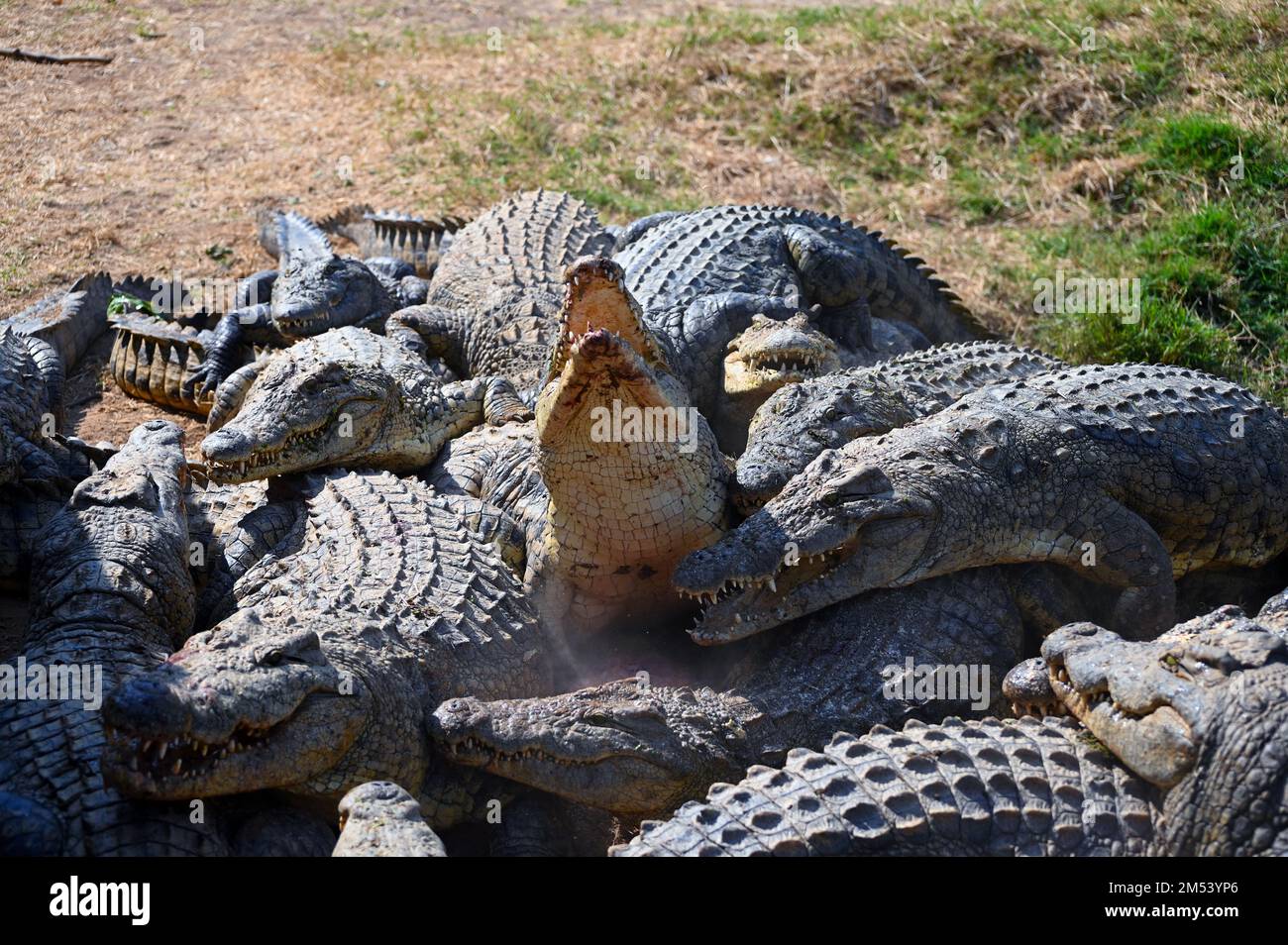 Crocodiles fighting hi-res stock photography and images - Alamy