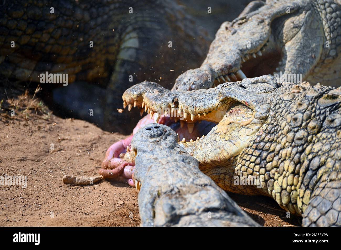 A view of crocodiles fighting for pieces of meat against each other ...