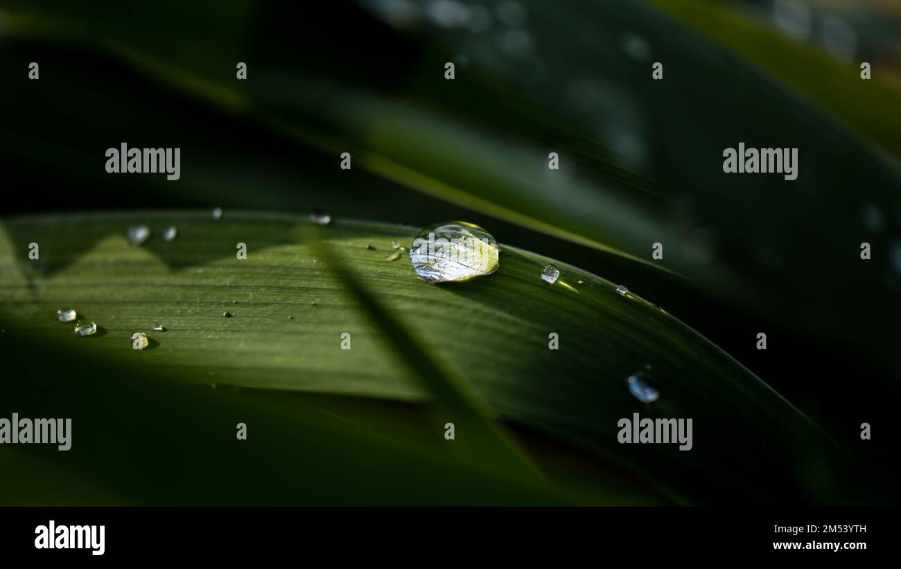 Close-up of a small shiny water drop on a fresh leaf after a light rain ...