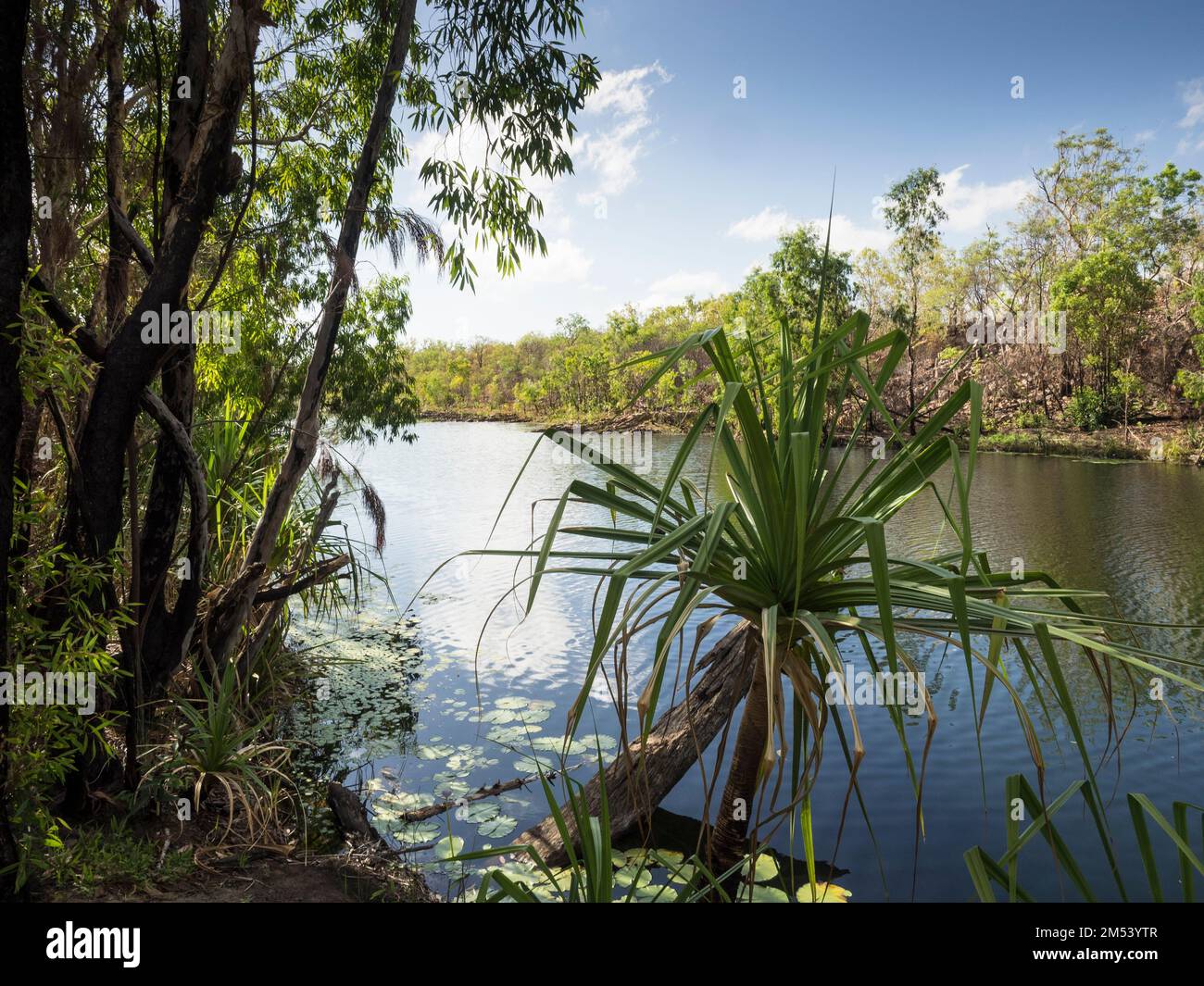 Pandanus spirals (Screw Pine) at Long Pool, Edith River (Leliyn ...