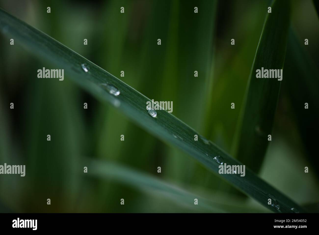 Close-up of a small shiny water drop on a fresh leaf after a light rain ...