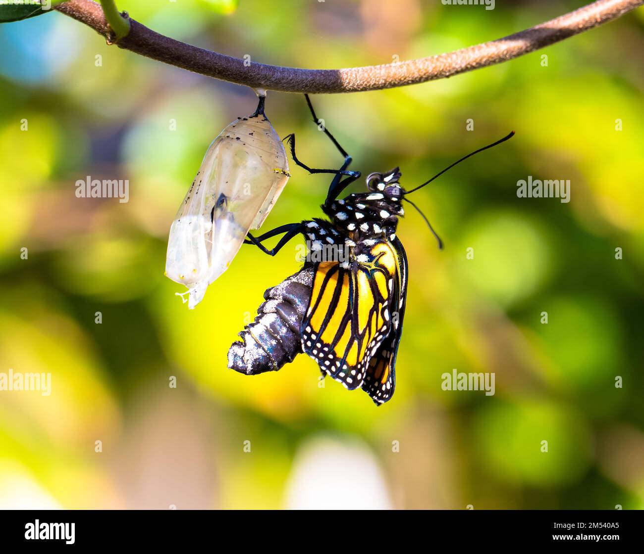 Butterfly coming out of cocoon hi-res stock photography and images - Alamy