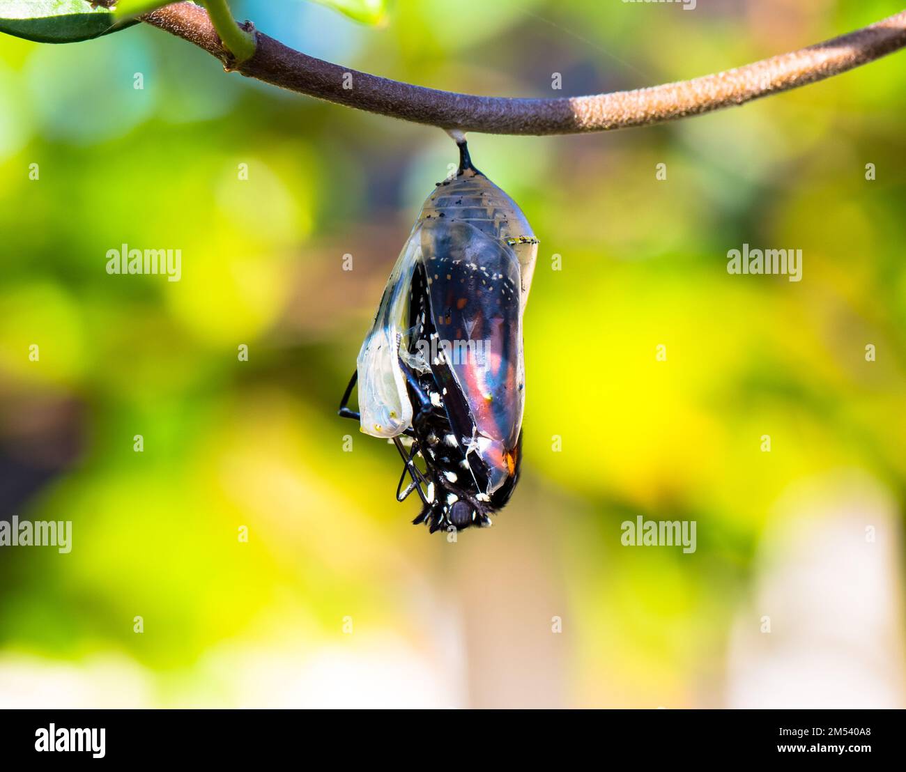 Monarch Butterfly Cocoon Video at Jamison Brown blog