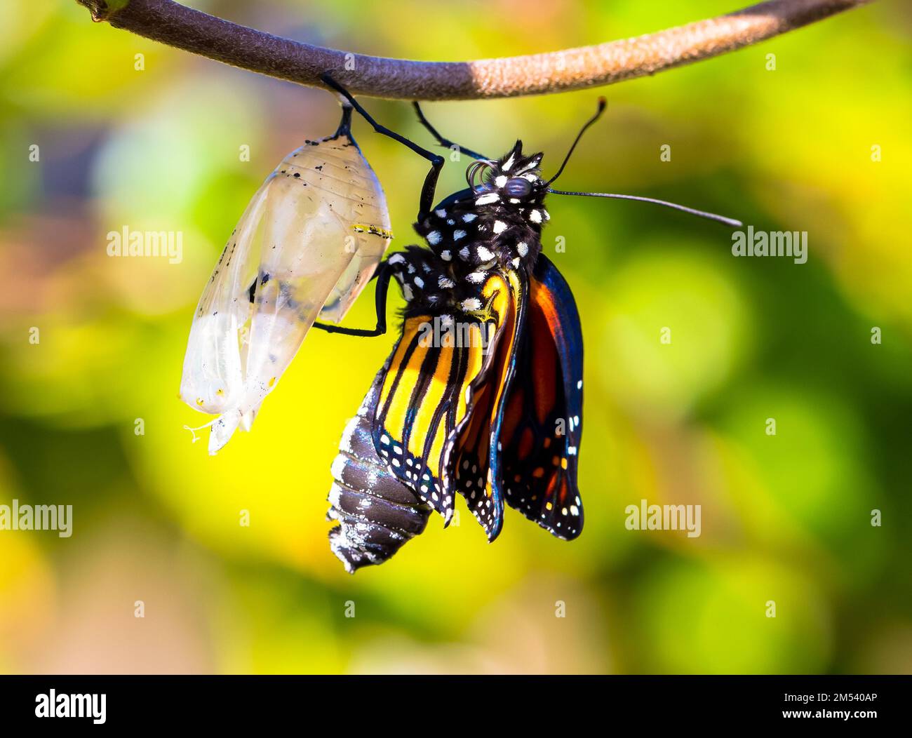 A closeup view of a monarch butterfly coming out from a cocoon on a ...