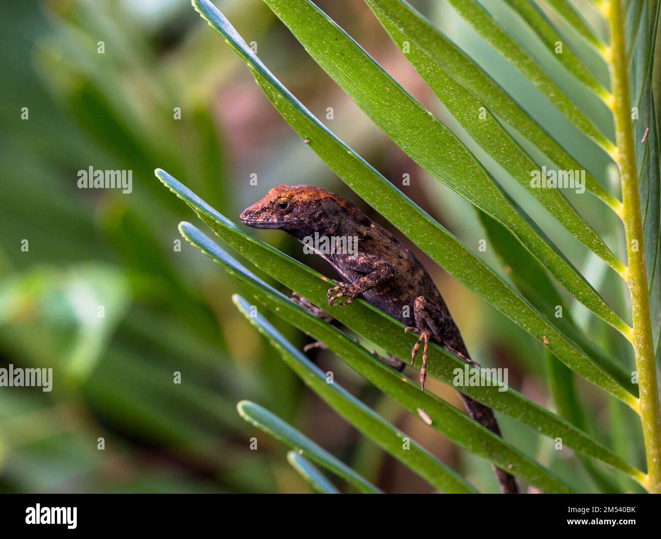 A closeup view of a small lizard on a fern plant leaf Stock Photo - Alamy