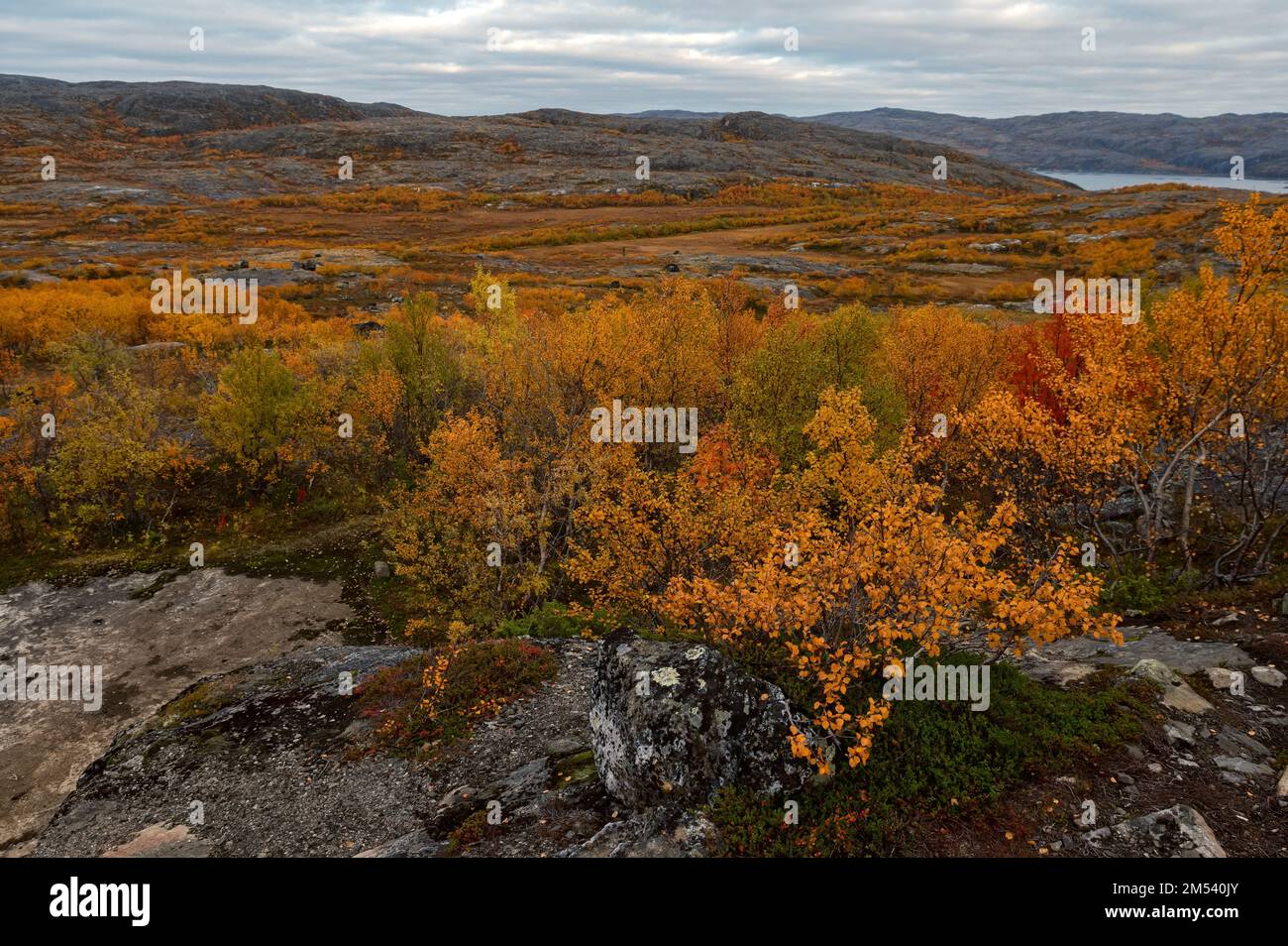 Autumn landscape of forest tundra in Liinahamari Stock Photo - Alamy