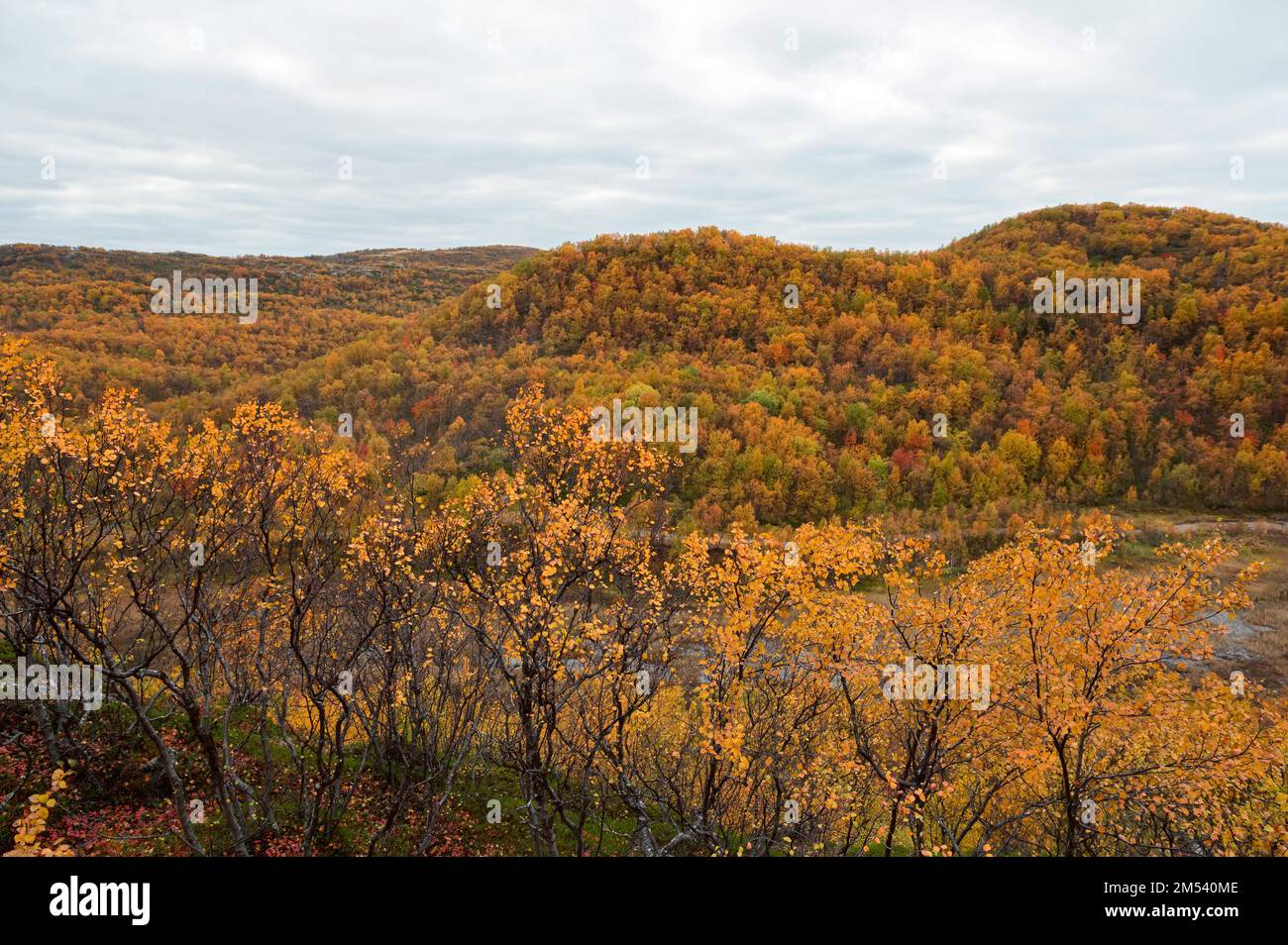 Tundra landscape with moss and mountains hi-res stock photography and ...