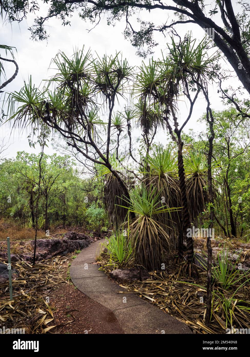 Well paved track to Buley Rockhole passing pandanus spiralis (screw ...