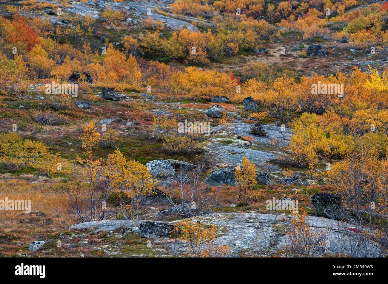 Mountains of the forest tundra in Liinahamari. Autumn landscape Stock ...