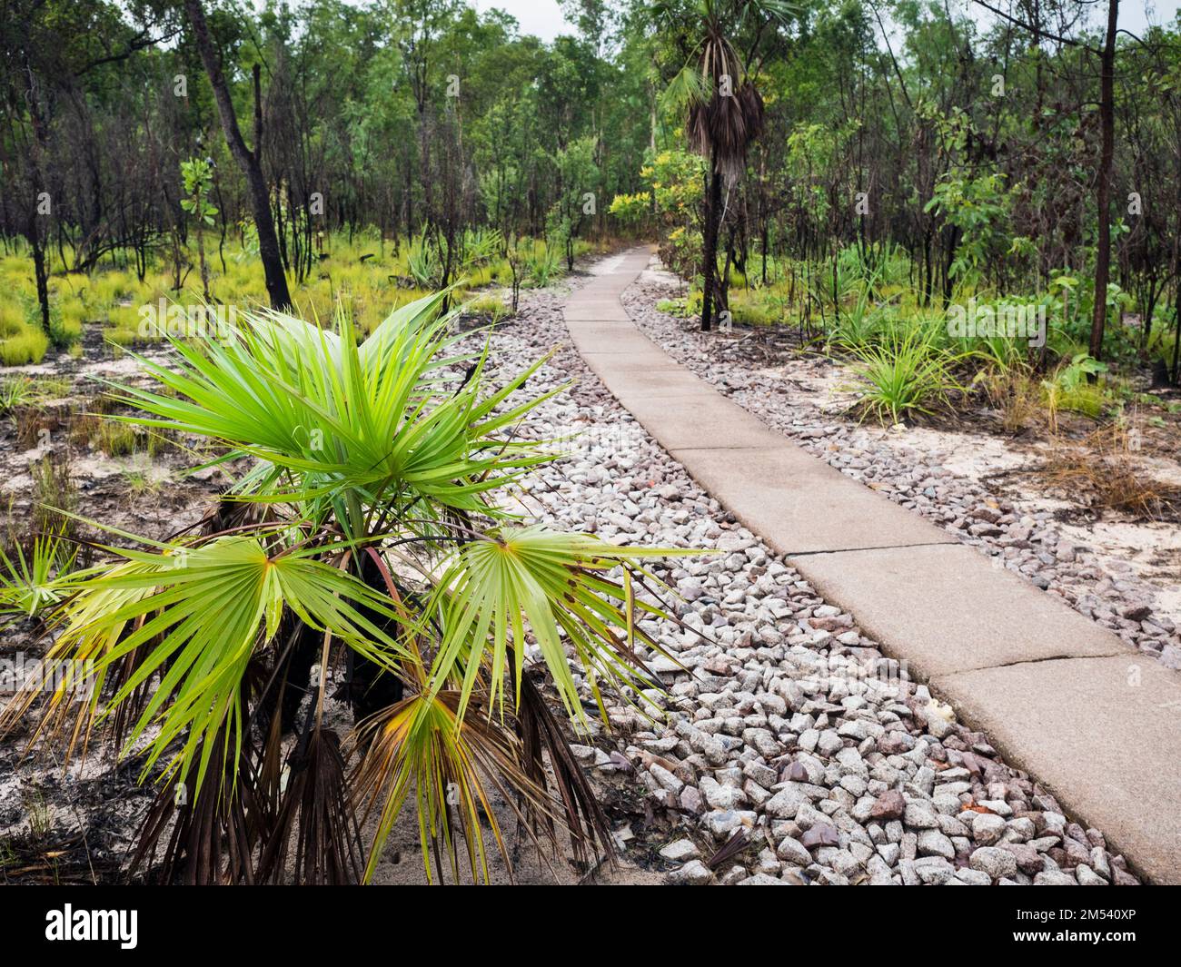 Fan palm (Livistona humilis) by the well-paved accessible path to Buley ...