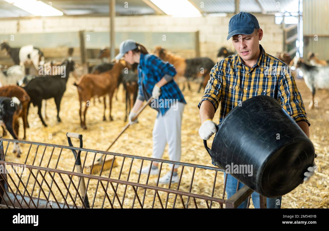 Farmer filling feeder with animal feed from bucket in goat barn Stock ...