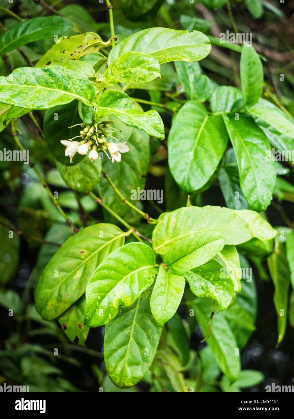 Dense rainforest foliage along Florence Creek, Litchfield National Park ...