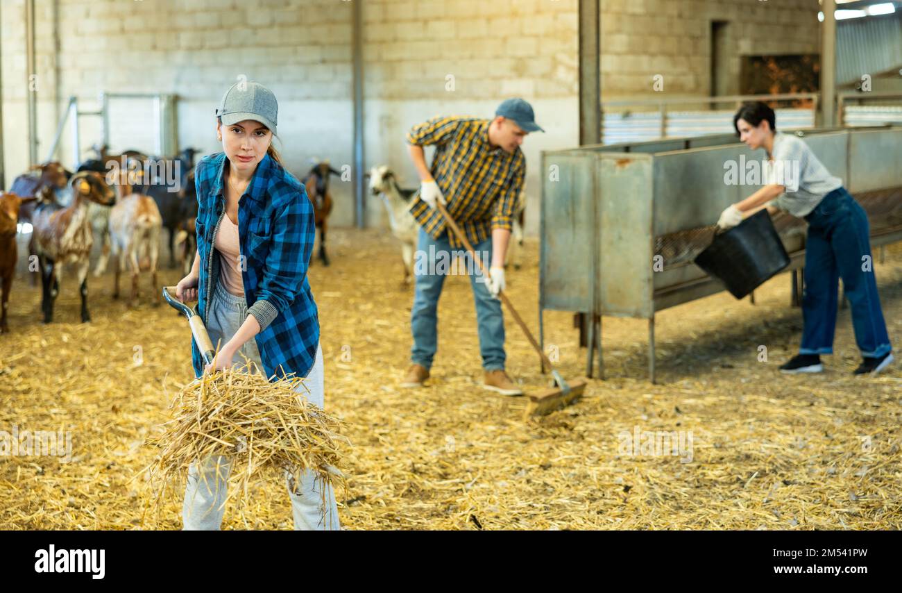 Woman cleaning in a goat pen at livestock farm Stock Photo - Alamy