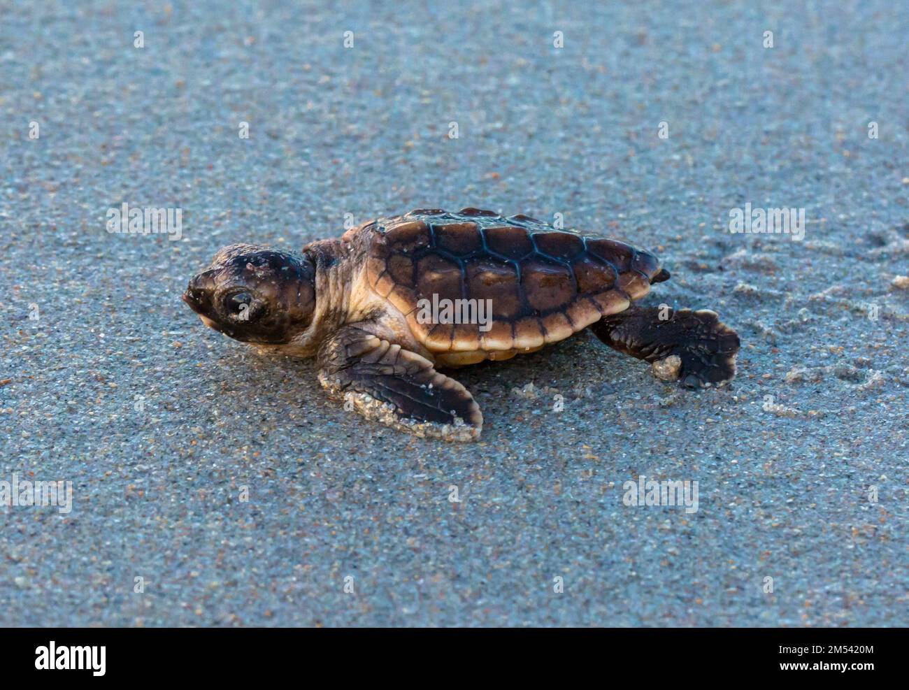 A closeup side view of a small modern sea turtle walking on a sand ...