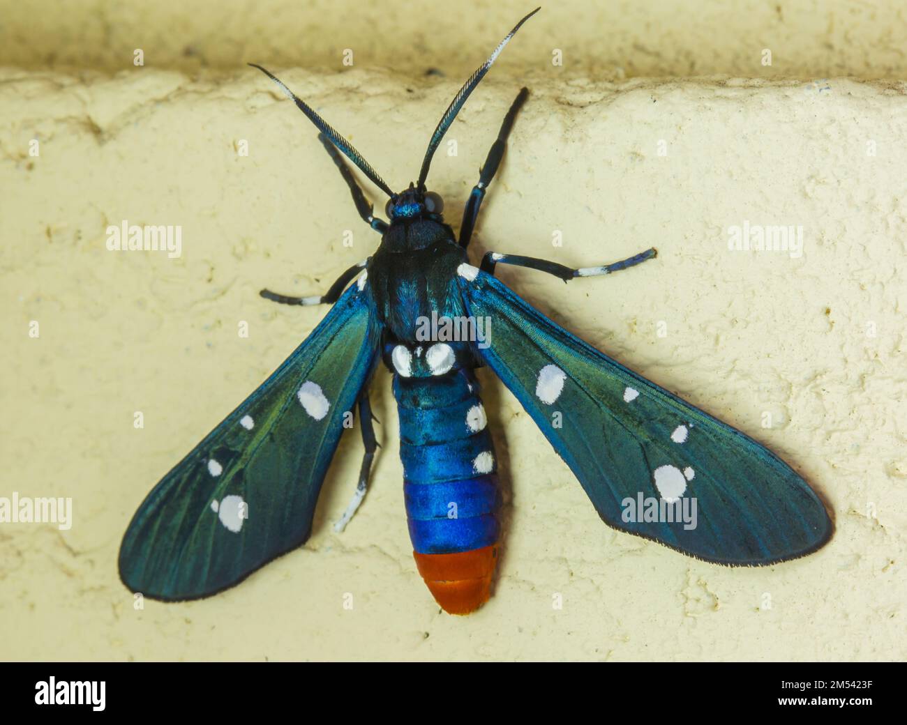 Polka dot moth hi-res stock photography and images - Alamy