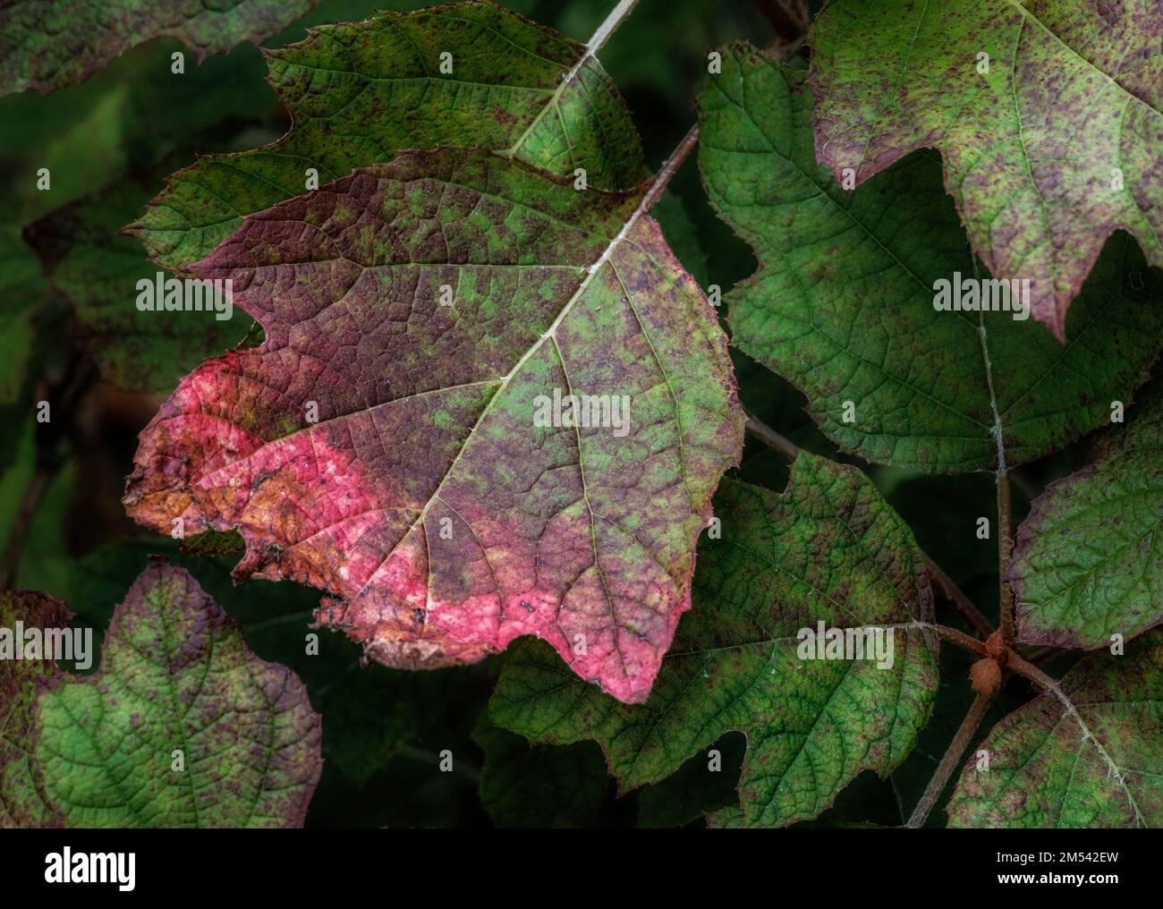 A closeup of plant leaves in a garden - perfect for nature background ...