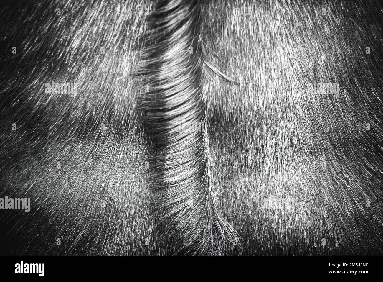 Goat fur structure.Close up of brown goat hair.Black and white ...