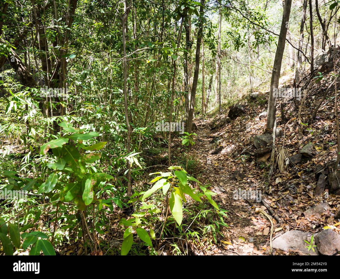 Rainforest, Butterfly Gorge, Southern Walks, Katherine Gorge, Nitmiluk National Park, Northern ...