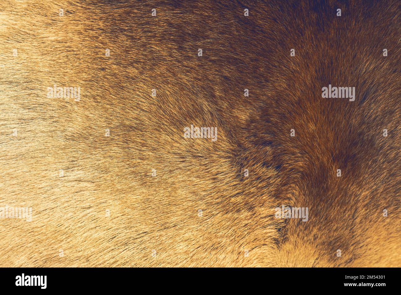 Reindeer fur background texture.Animal skin Stock Photo - Alamy