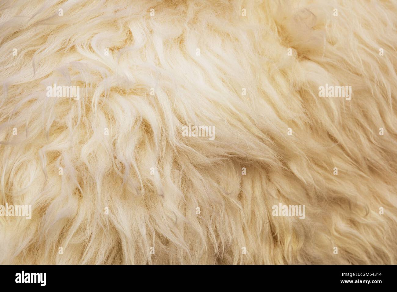 Sheep skin hi-res stock photography and images - Alamy