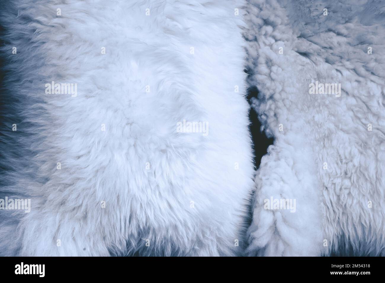 Sheep skin structure.Close up of sheep fur Stock Photo - Alamy