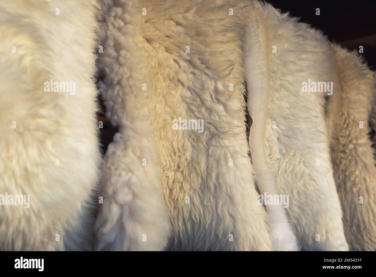 Sheep skin structure.Close up of sheep fur Stock Photo - Alamy