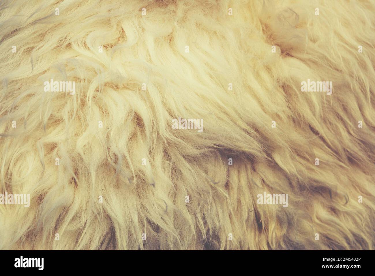 Sheep skin structure.Close up of sheep fur Stock Photo - Alamy