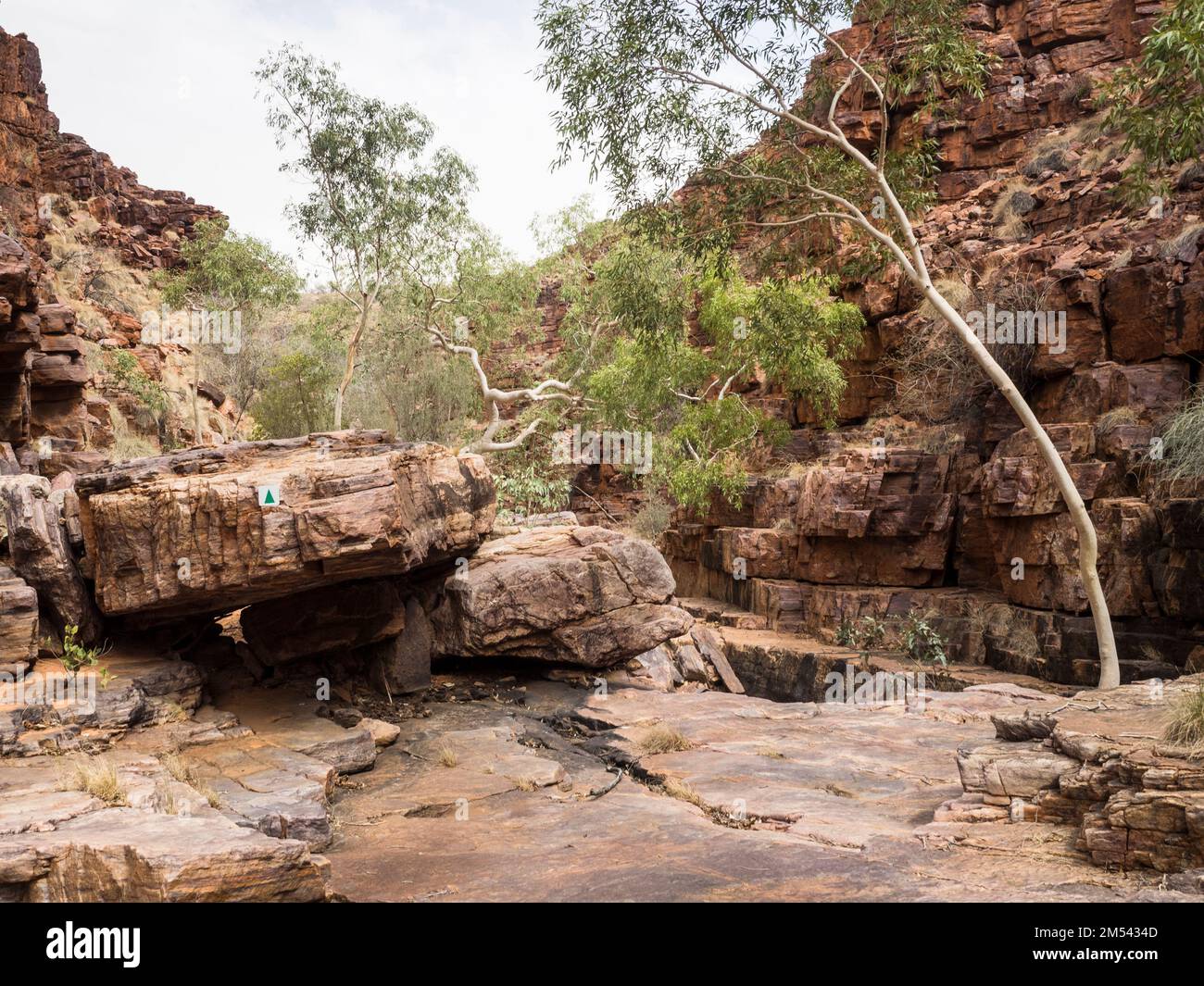 Ghost gums (Corymbia aparrerinja) in the dry creek bed, Chain of Ponds ...