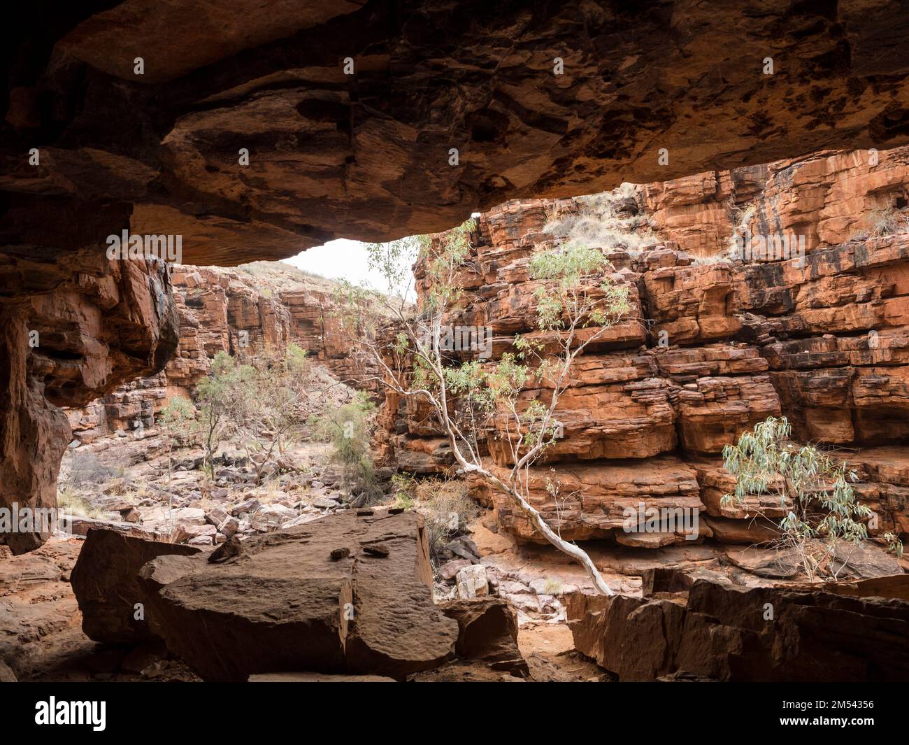 Sandstone cliff overhang looking onto Ghost Gums (Corymbia aparrerinja ...