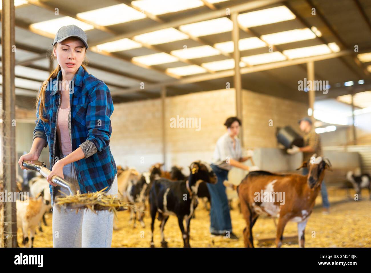 Young female farmer feeding domestic animals with hay organic food on ...